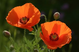 10 Flowers That Represent Aries: Fearlessly Blooming - Foliage Friend ...
