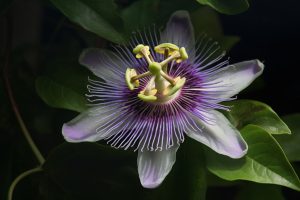 10 Flowers That Represent Mental Health: Blooming With Wellness ...