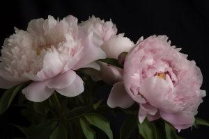 10 Flowers That Represent Art: Blossoming Creativity - Foliage Friend ...