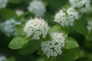 10 Flowers That Represent Mental Health: Blooming With Wellness ...