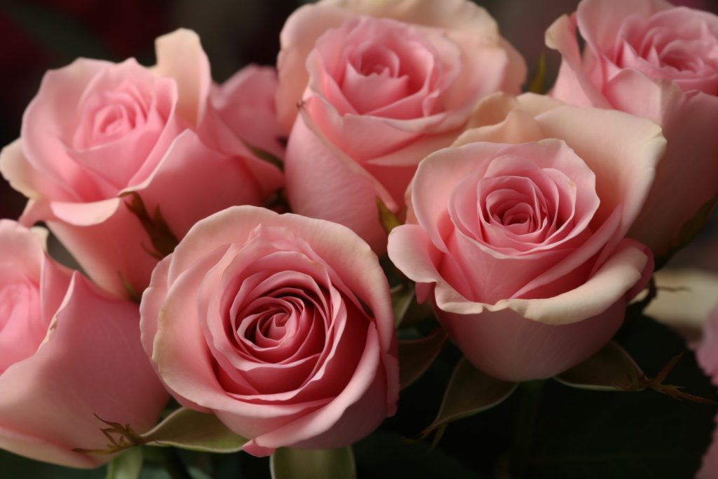 10 Flowers That Represent New Love: Blossoming Romance - Foliage Friend ...