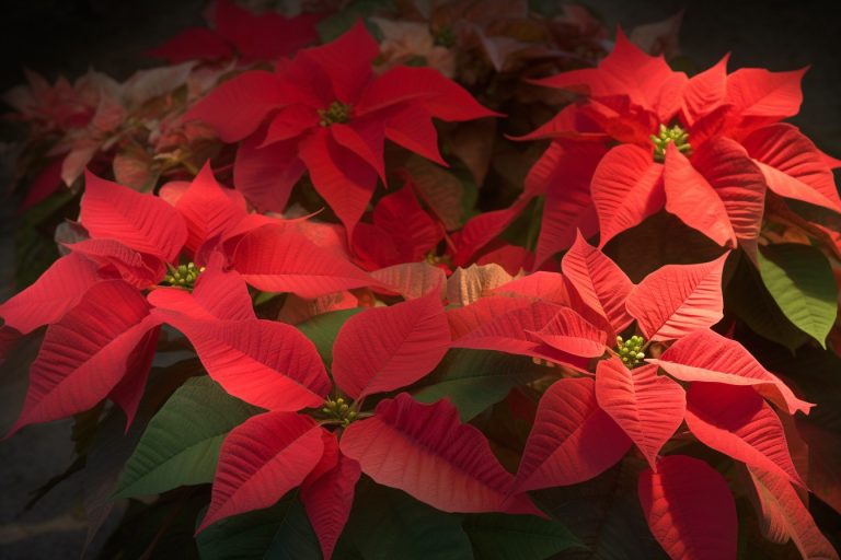 10 Flowers That Represent Christianity: Blooming With Spirituality ...