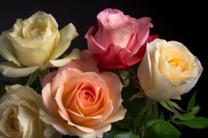 10 Flowers That Represent Christianity: Blooming With Spirituality ...