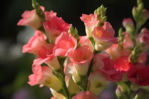 10 Flowers That Represent The Future: Blossoms Of Tomorrow - Foliage ...