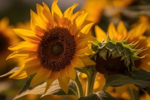 10 Flowers That Represent Love And Loyalty: Forever Blooms - Foliage ...