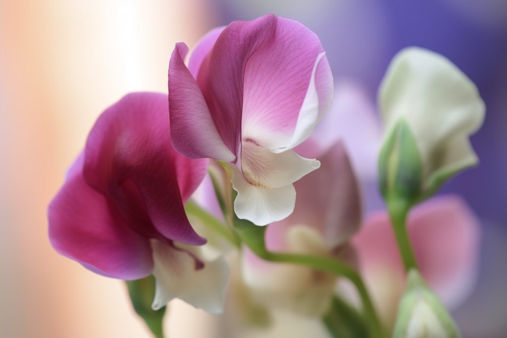 10 Flowers That Represent Aries: Fearlessly Blooming - Foliage Friend ...