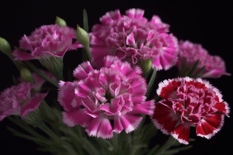 10 Flowers That Represent The Month Of May: The Essence Of Spring ...