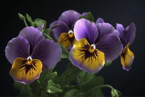 10 Flowers That Represent Music: Blooming With Rhythm - Foliage Friend ...