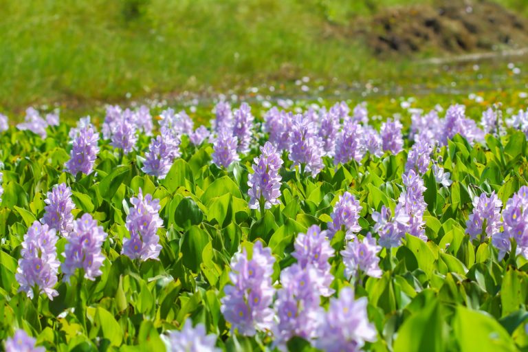 Types of Hyacinths: A Comprehensive Guide to Varieties and Care ...