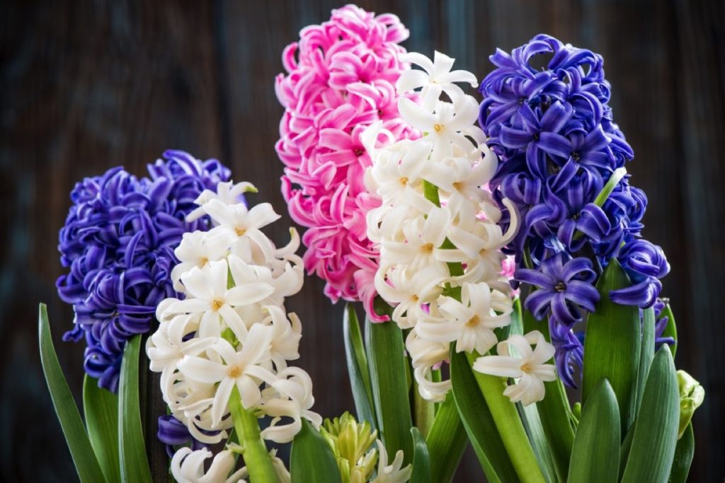 Why Is My Hyacinth Drooping? Top Causes and Solutions - Foliage Friend ...