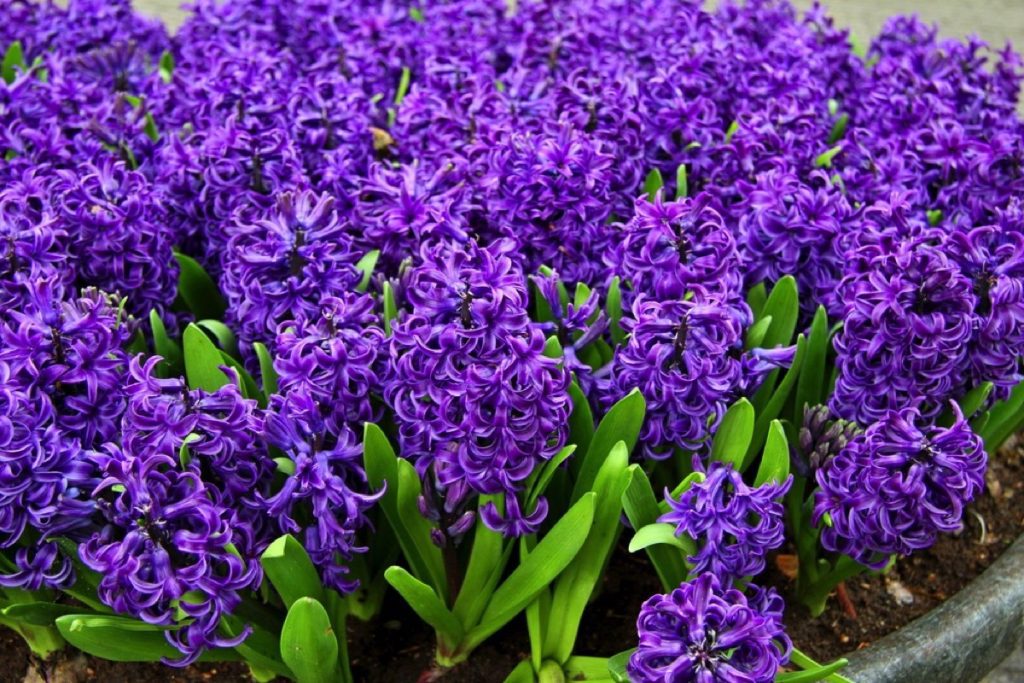 What Color Are Hyacinth Flowers? A Simple Guide to Their Vibrant ...
