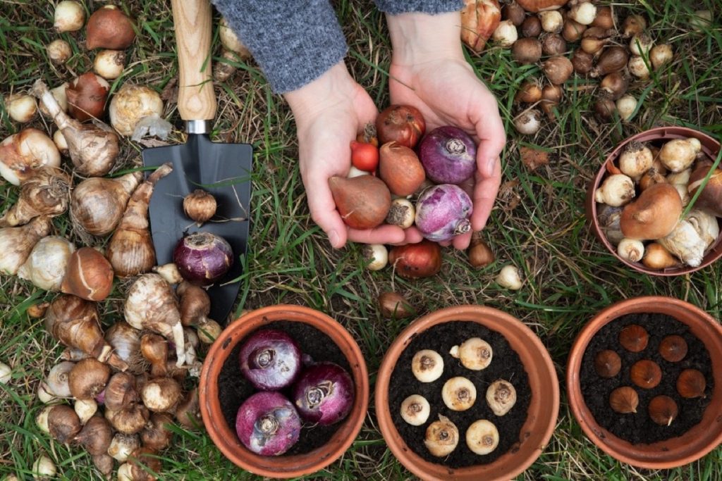 Why Is My Hyacinth Drooping? Top Causes and Solutions - Foliage Friend ...