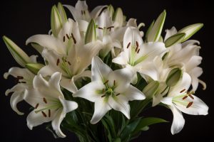 10 Flowers That Represent Integrity: Blooms Of Character - Foliage ...