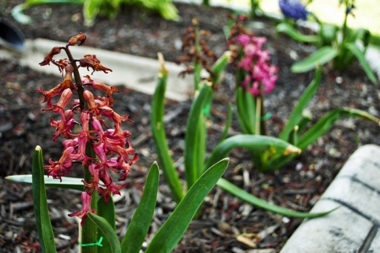 Types of Hyacinths: A Comprehensive Guide to Varieties and Care ...