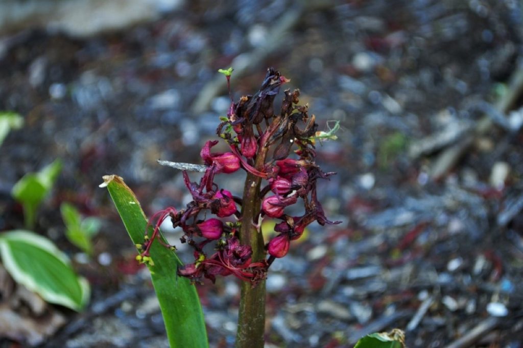 Why Is My Hyacinth Drooping? Top Causes and Solutions - Foliage Friend ...