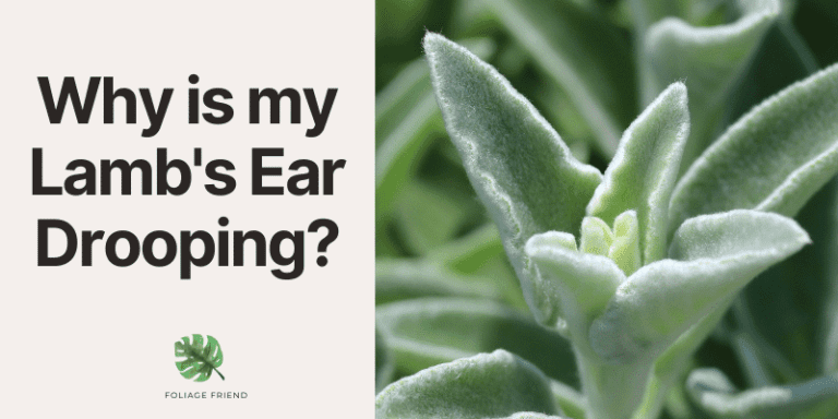 Why Is My Lambs Ear Drooping? Causes and Solutions Explained - Foliage ...
