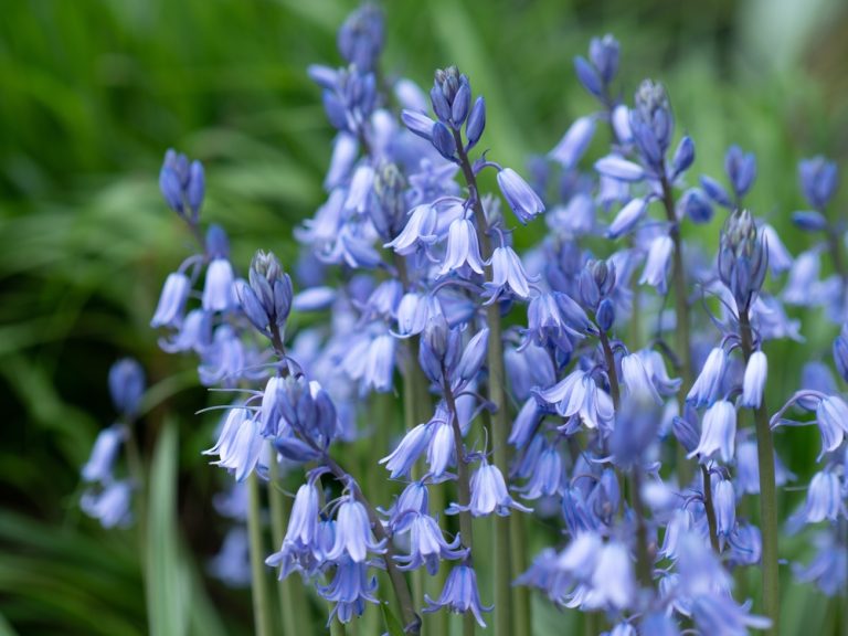 Types of Hyacinths: A Comprehensive Guide to Varieties and Care ...