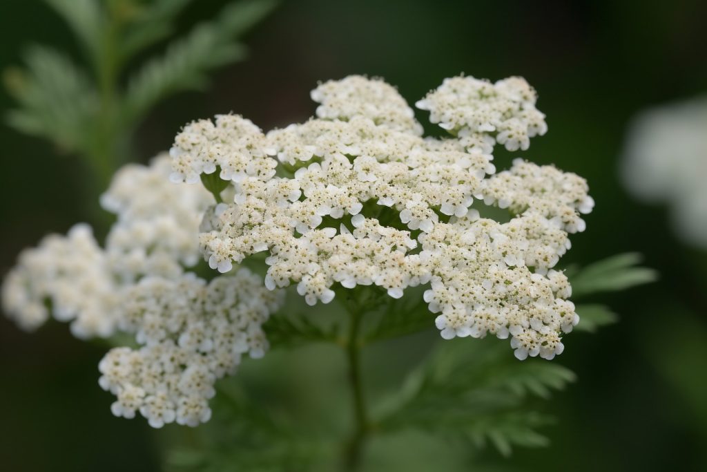 10 Flowers That Represent Integrity: Blooms Of Character - Foliage ...