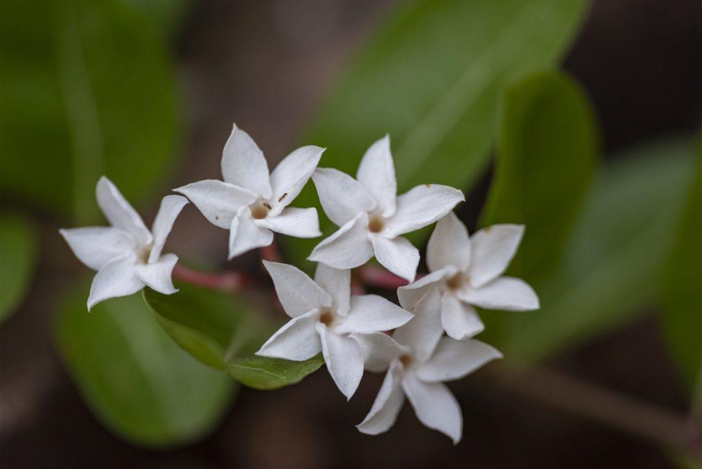 Abelia Flower Meaning, Symbolism & Spiritual Significance - Foliage ...