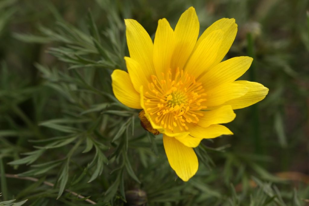 Adonis Flower Meaning, Symbolism & Spiritual Significance - Foliage ...