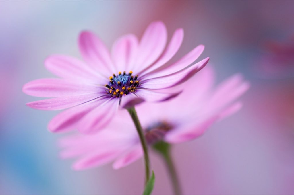 African Daisy Flower Meaning, Symbolism & Spiritual Significance ...