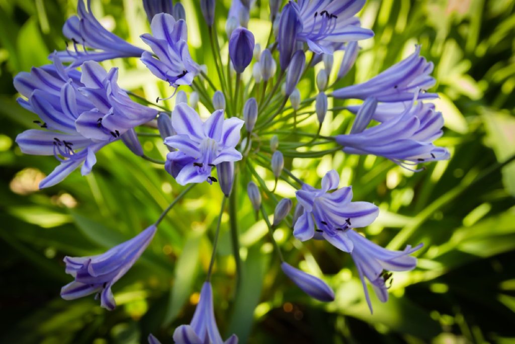 Agapanthus Flower Meaning, Symbolism & Spiritual Significance - Foliage ...