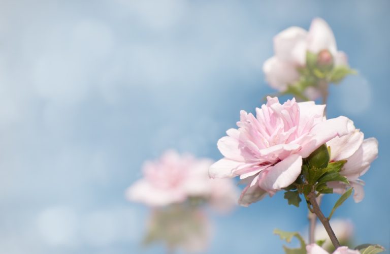 Althea Flower Meaning, Symbolism & Spiritual Significance - Foliage ...