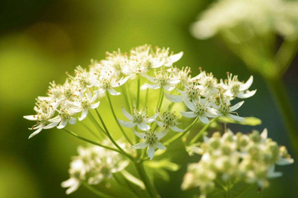 Anise Flower Meaning, Symbolism & Spiritual Significance - Foliage ...