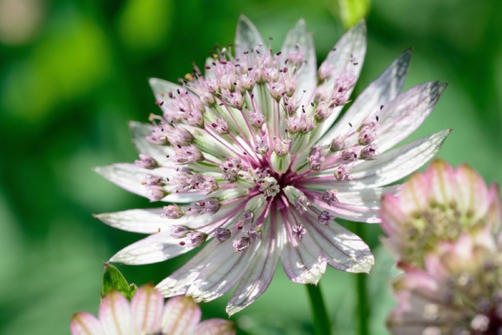 Astrantia Flower Meaning, Symbolism & Spiritual Significance - Foliage ...
