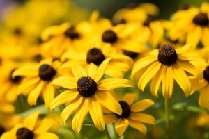 10 Flowers That Represent The Sun: Radiant Blooms - Foliage Friend ...