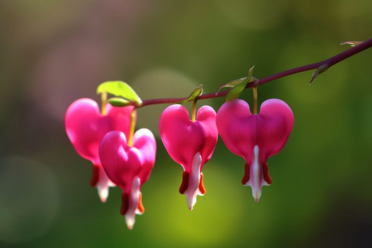 10 Flowers That Represent Forgiveness: Let Bygones Be Bygones - Foliage ...