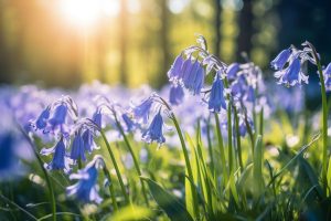 10 Flowers That Represent Faith: Blooms Of Devotion - Foliage Friend ...