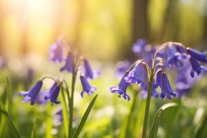 10 Flowers That Represent The Moon: Dreamy Blooms - Foliage Friend ...