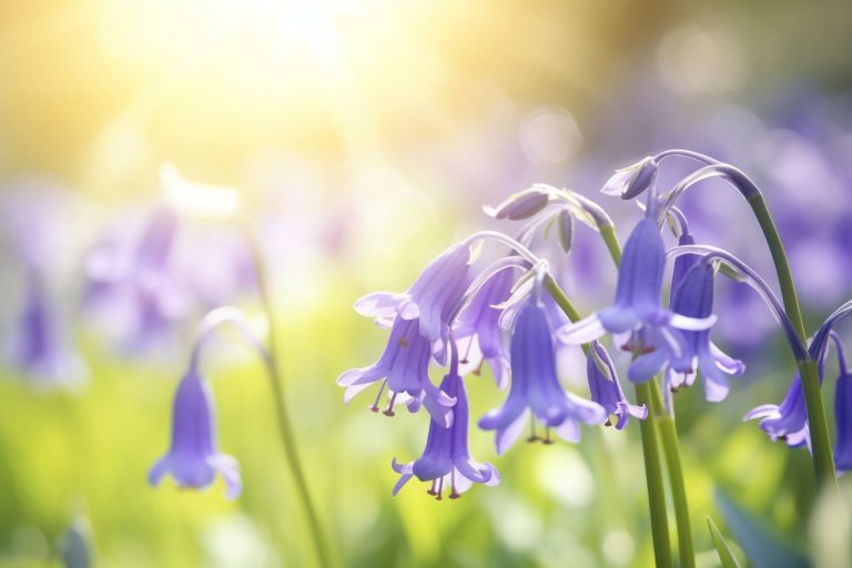 10 Flowers That Represent Dreams: Dreamy Delights - Foliage Friend ...