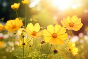 Botan Flower Meaning, Symbolism & Spiritual Significance - Foliage ...