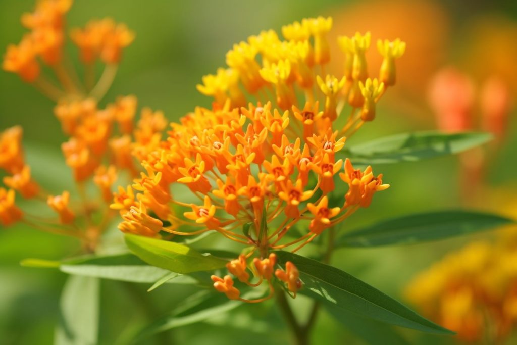 10 Flowers That Represent Freedom: Liberty Blooms - Foliage Friend ...