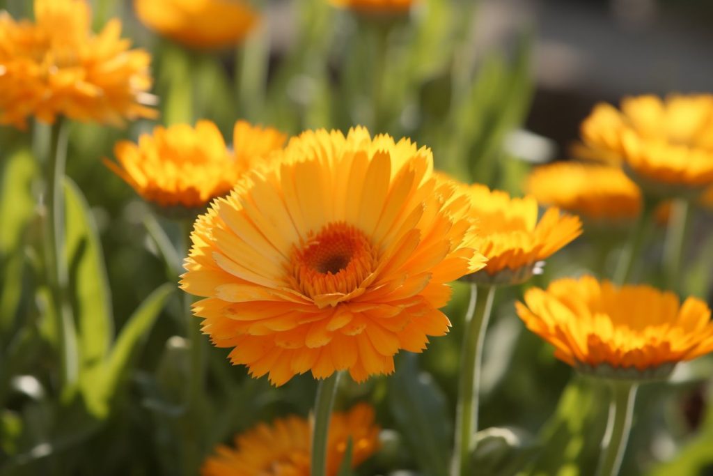 10 Flowers That Represent Strength And Healing: Floral Therapy ...