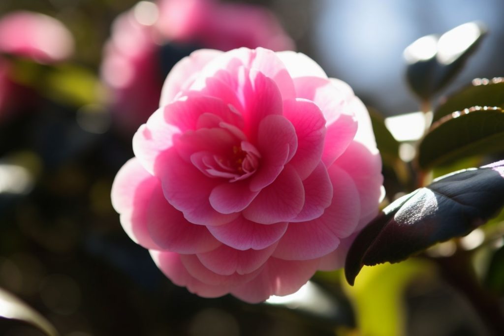 Tsubaki Flower Meaning, Symbolism & Spiritual Significance - Foliage ...