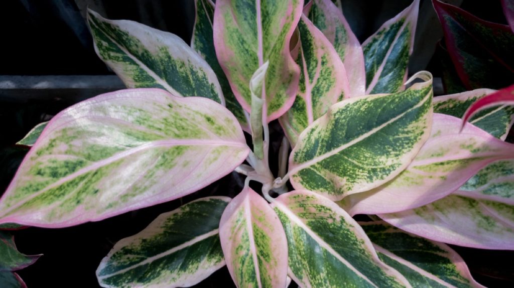 How to Care for Aglaonema Red Chinese Evergreen: Expert Tips - Foliage ...