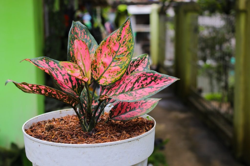 How to Care for Aglaonema Red Chinese Evergreen: Expert Tips - Foliage ...