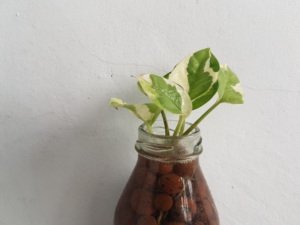 Golden Pothos Light Requirements: Essential Guide for Healthy Growth ...