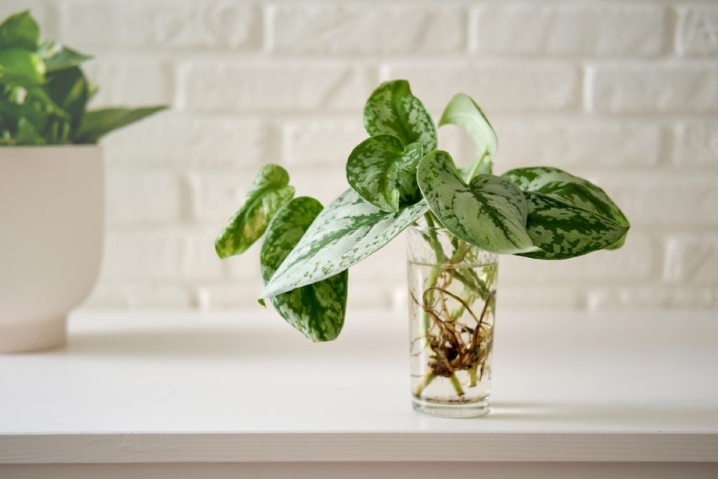 Golden Pothos Light Requirements: Essential Guide for Healthy Growth ...