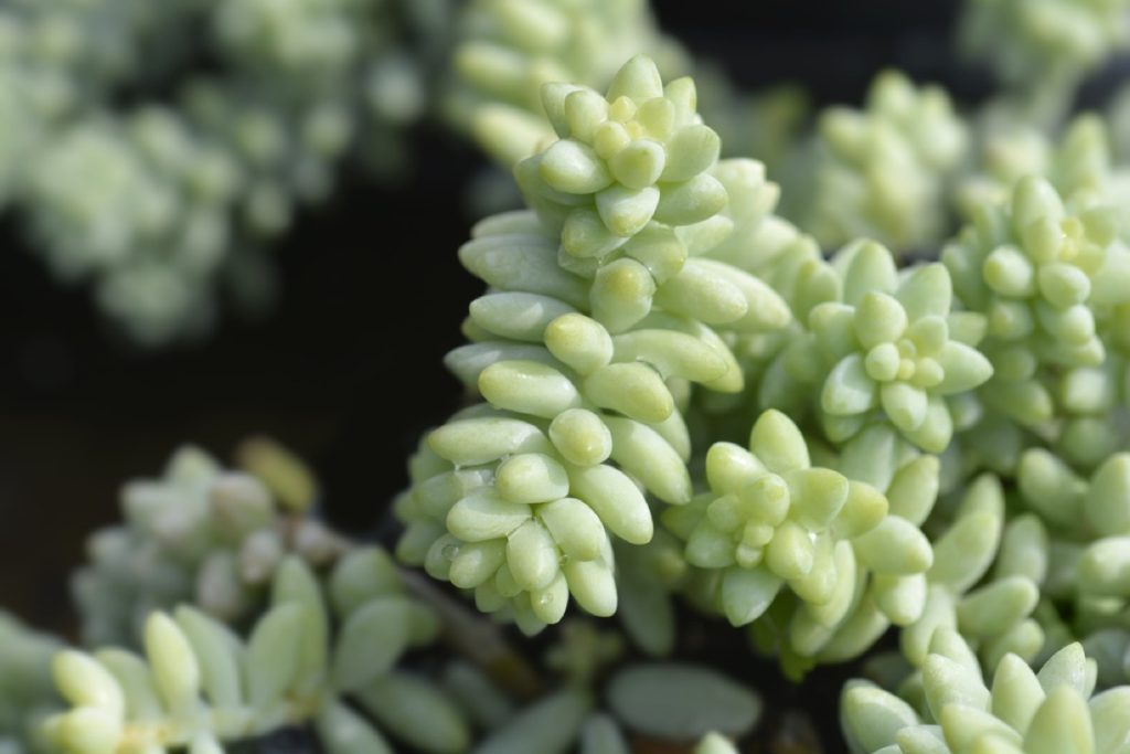 How to Propagate Donkey Tail: Succulent Growing Guide - Foliage Friend ...