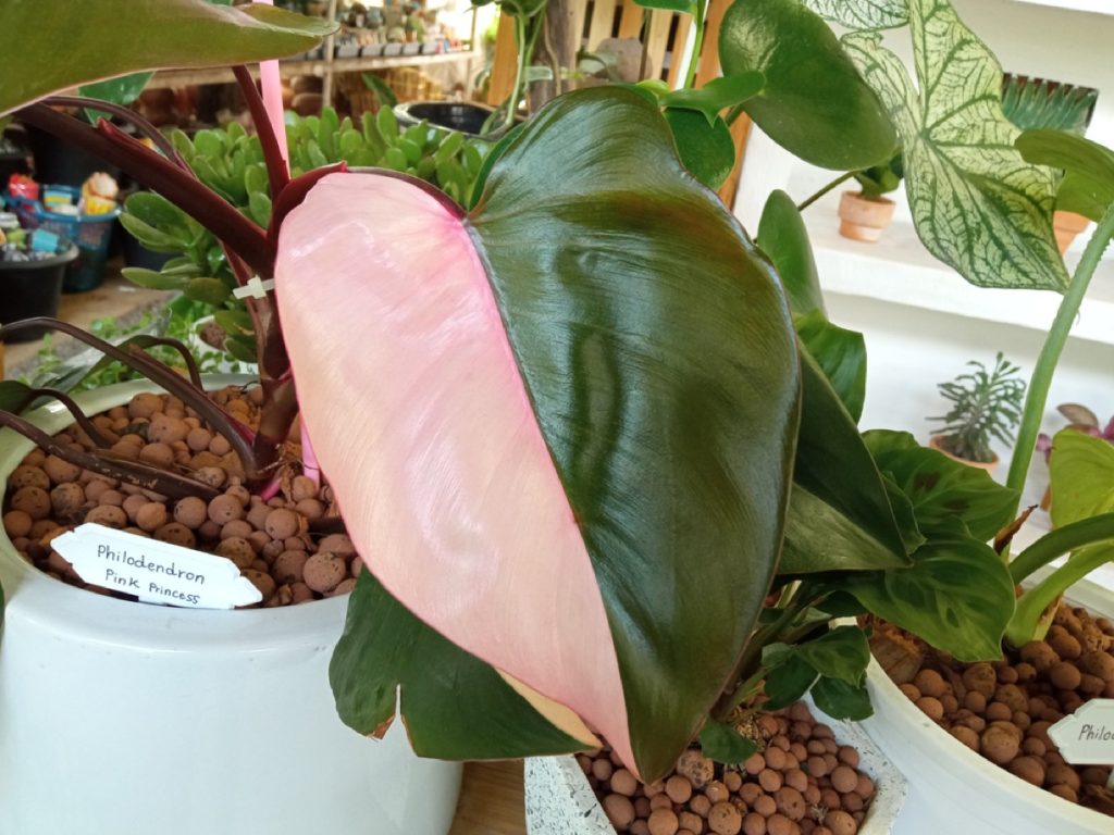 How to Propagate Philodendron Pink Princess: Expert Guide - Foliage ...