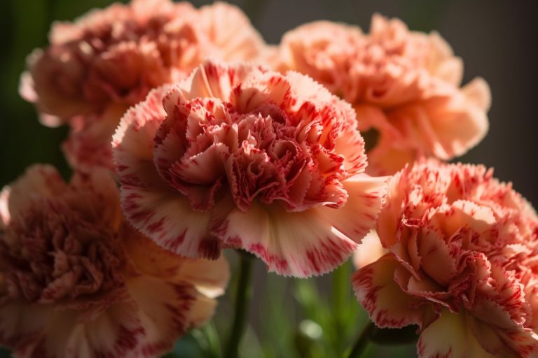 10 Flowers That Represent Friendship: Blooming Bonds - Foliage Friend ...