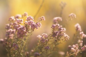 Caspia Flower Meaning, Symbolism & Spiritual Significance - Foliage ...