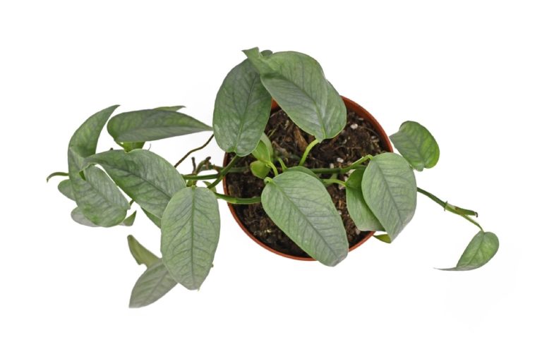Cebu Blue Pothos vs Philodendron: A Concise Comparison - Foliage Friend ...