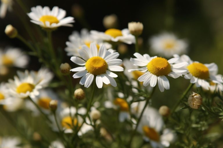 Chamomile Flower Meaning, Symbolism & Spiritual Significance - Foliage ...