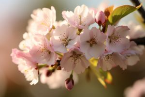 10 Flowers That Represent Happiness: Joyful Blooms - Foliage Friend ...