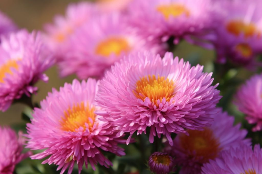 China Aster Flower Meaning, Symbolism & Spiritual Significance - Foliage Friend - Learn About ...